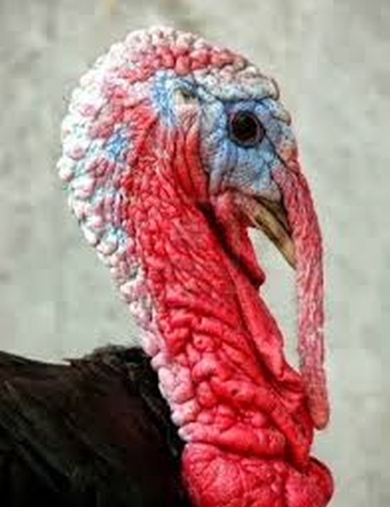 El Origen de las Frases Ilustres: No es moco de pavo – Revista La Ciudad